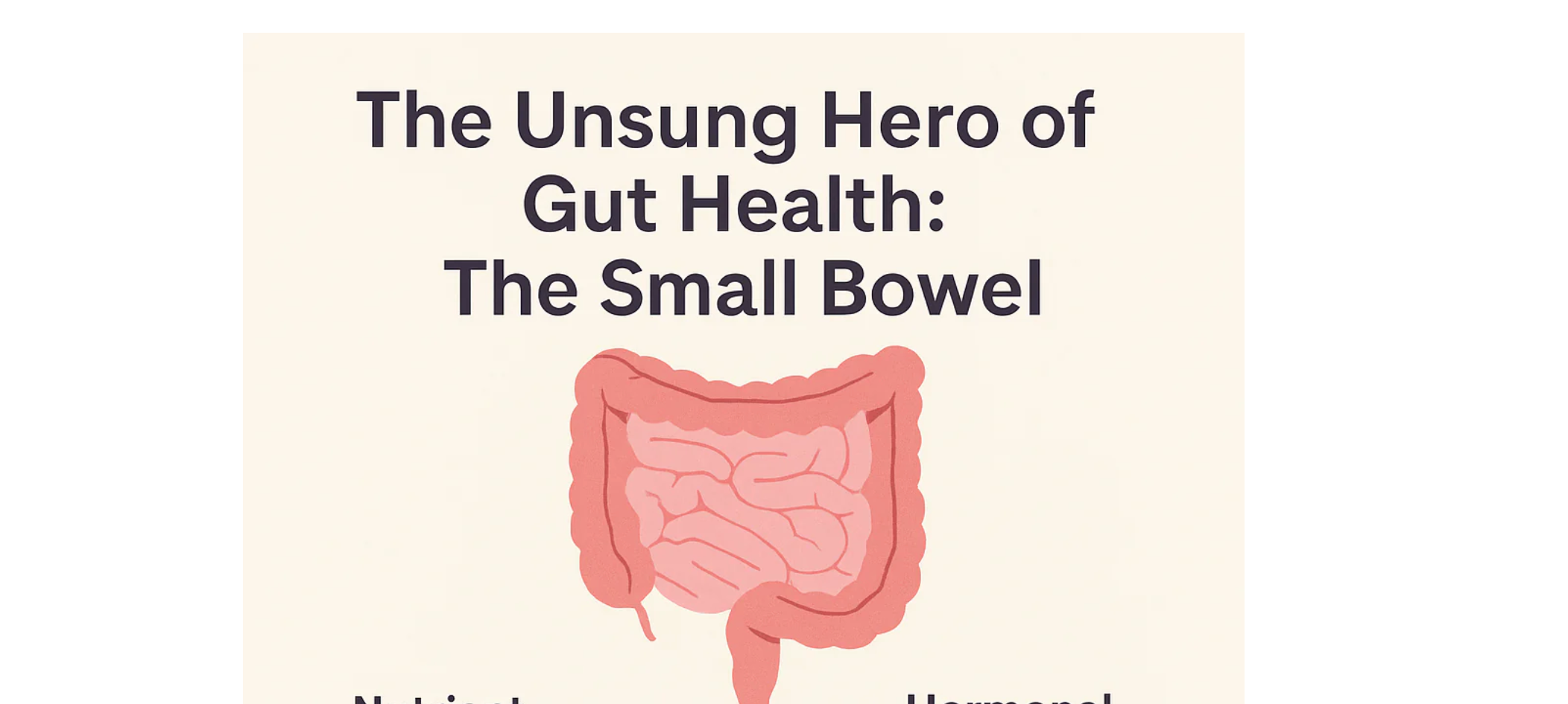 The Unsung Hero of Gut Health: The Small Bowel – FermentPro